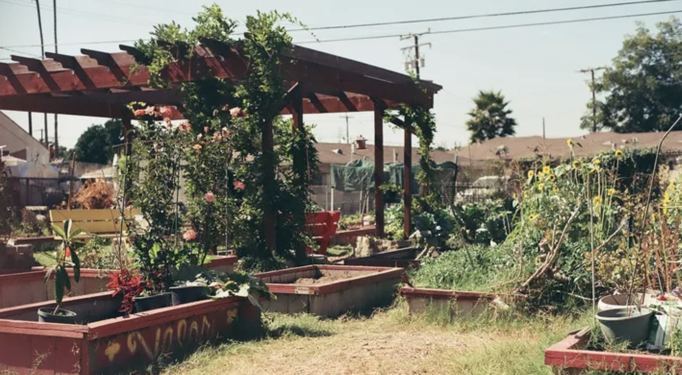 Save the Compton Community Garden! | South Bay Examiner